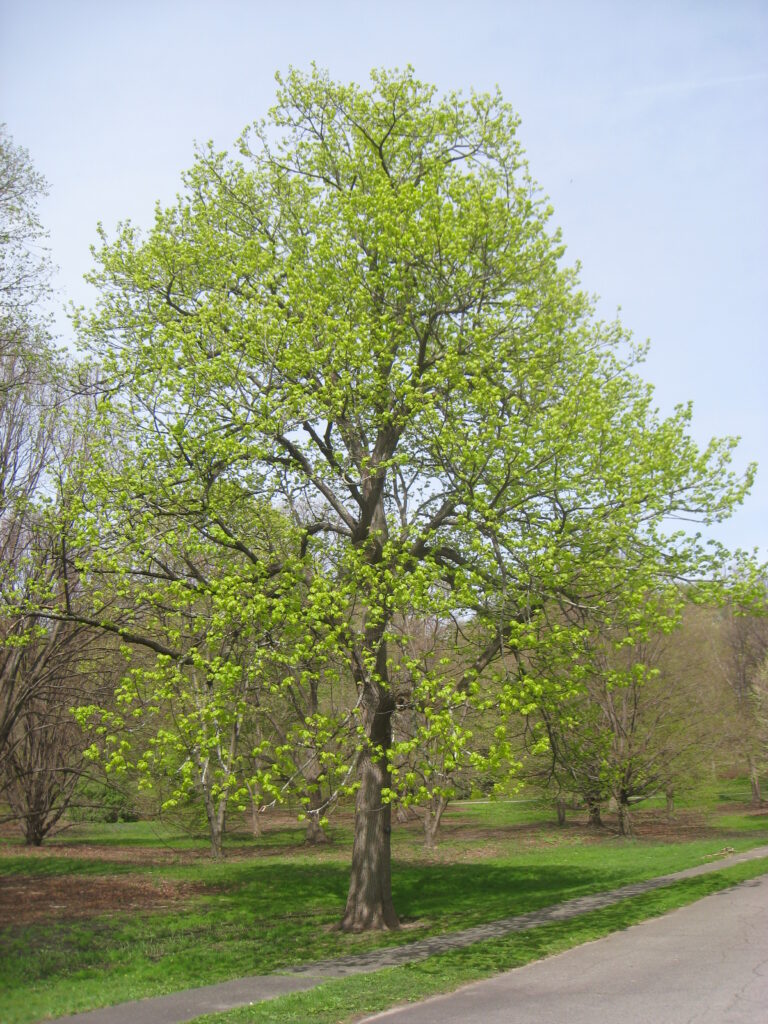 Basswood (Tilia americana) - The Worcester County Conservation District ...