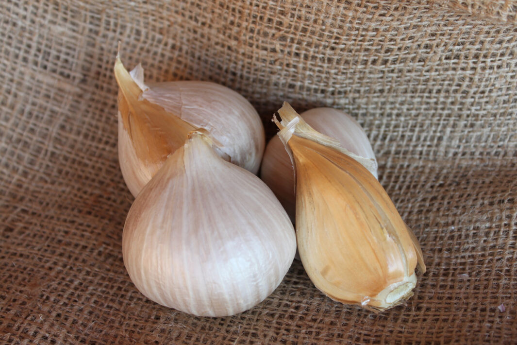 Seed Garlic Archives - The Worcester County Conservation District ...