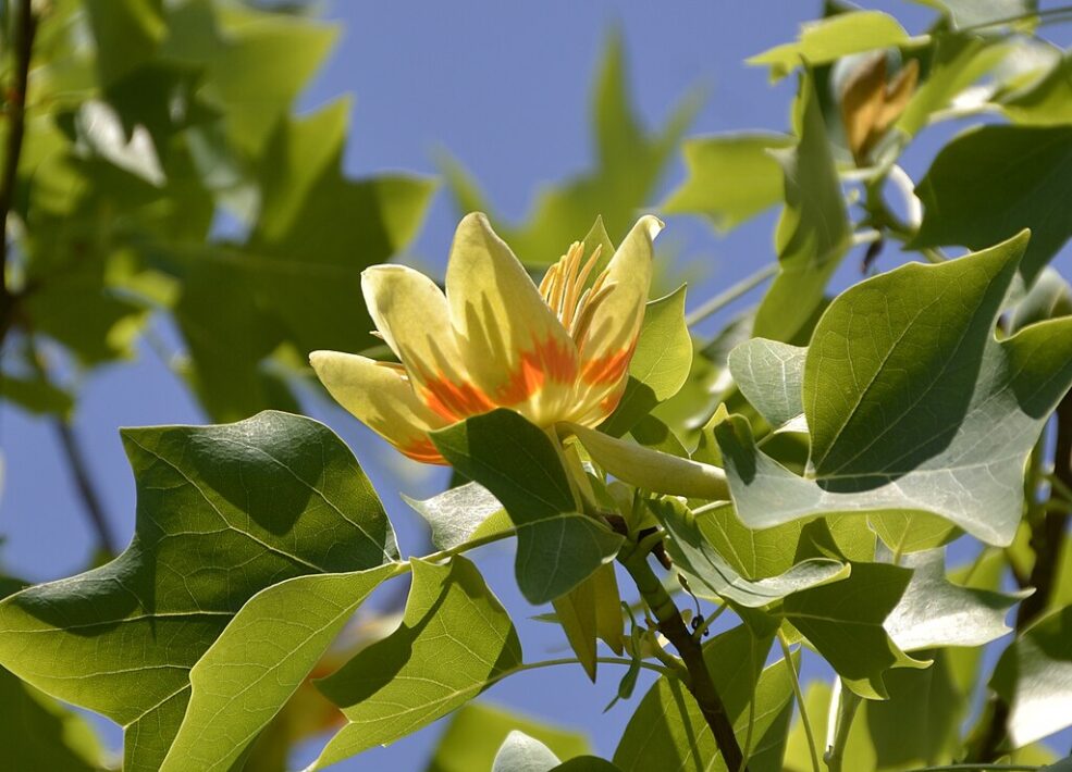 Tulip Tree (Liriodendron tulipifera) - The Worcester County ...