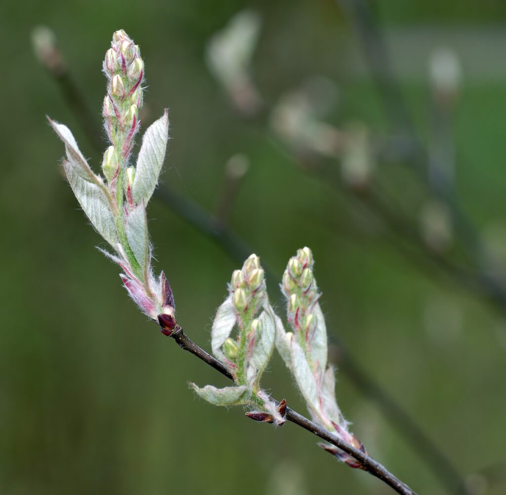Dwarf Serviceberry (Amelanchier spicata) - Worcester County ...